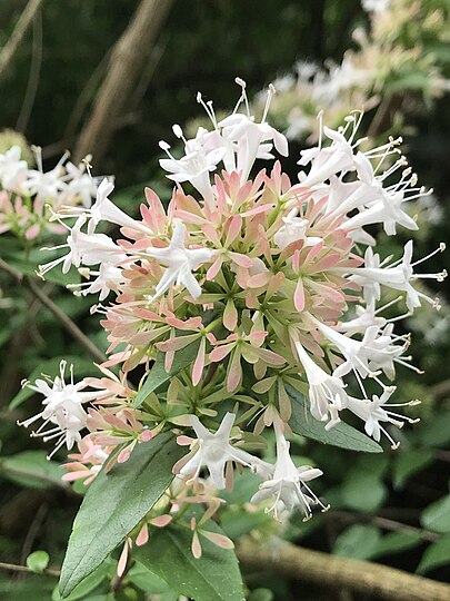 Sjajna abelija (Abelia grandiflora) - sadnica