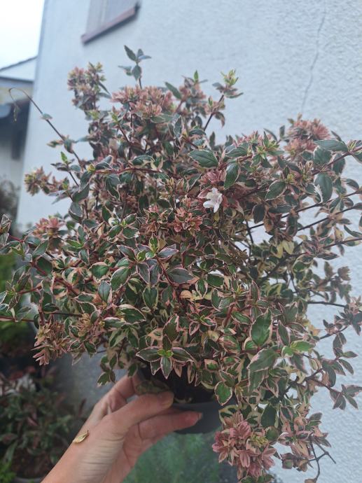 Abelija šarenolisna (abelia grandiflora variegata) - sadnica