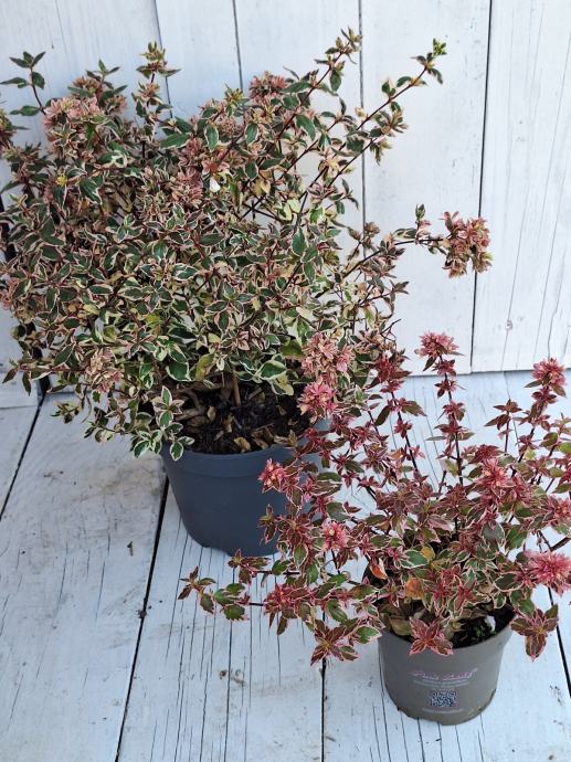 Abelija šarenolisna (abelia grandiflora variegata) - sadnica