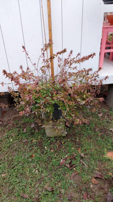 Abelija šarenolisna (abelia grandiflora variegata) - sadnica