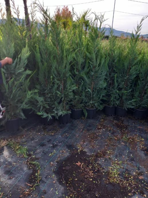 AKCIJA ukrasne sadnice za hortikulturalna uređenja, ukrasne sadnice,