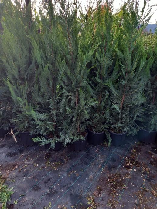 AKCIJA ukrasne sadnice za hortikulturalna uređenja, ukrasne sadnice,