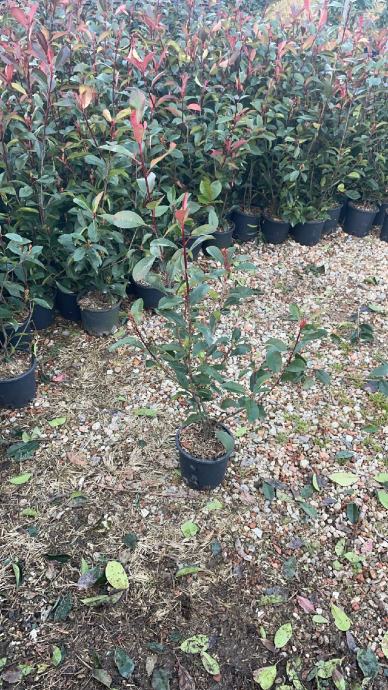 AKCIJA ukrasne sadnice za hortikulturalna uređenja, ukrasne sadnice,