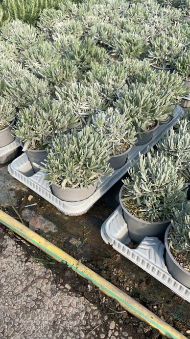 AKCIJA ukrasne sadnice za hortikulturalna uređenja, ukrasne sadnice,