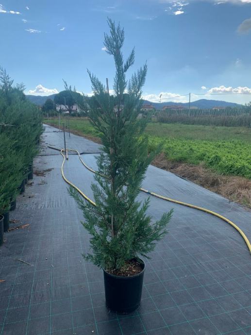 AKCIJA ukrasne sadnice za hortikulturalna uređenja, ukrasne sadnice,