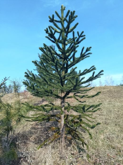 Araukarija,Araucaria araucana