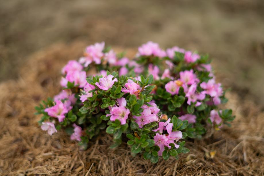 Azalea japonica Betty Mur, visina 40 cm/širina 60 cm