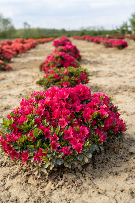 Azalea japonica Kazuko, visina 40cm/širina 60cm