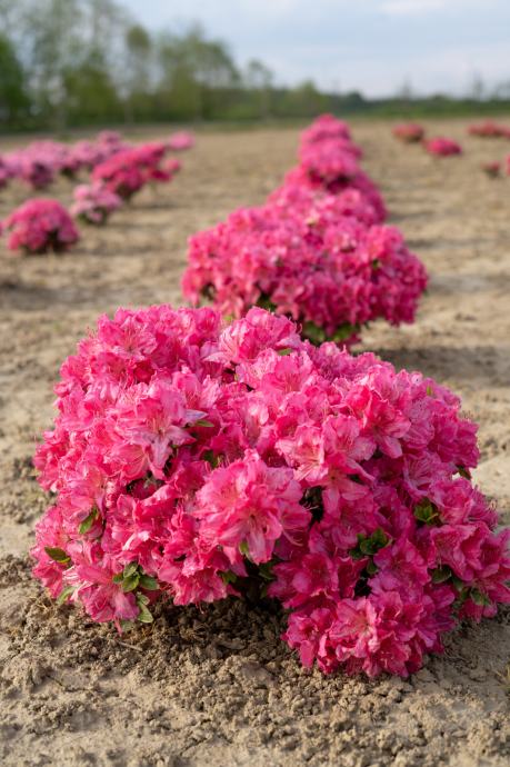 Azalea japonica Kirstin, visina 50 cm/širina 70 cm