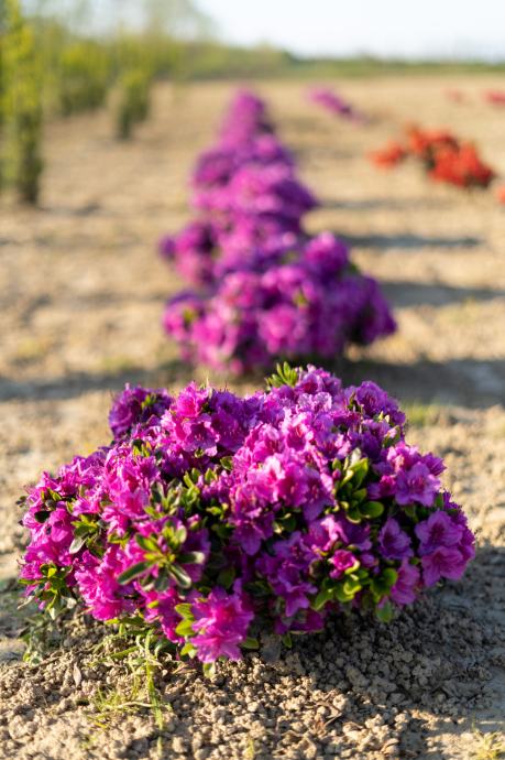 Azalea japonica Lilienstein
