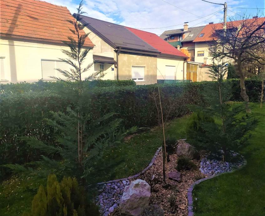 Čempres Cupressocyparis Leylandii, Lejlandi