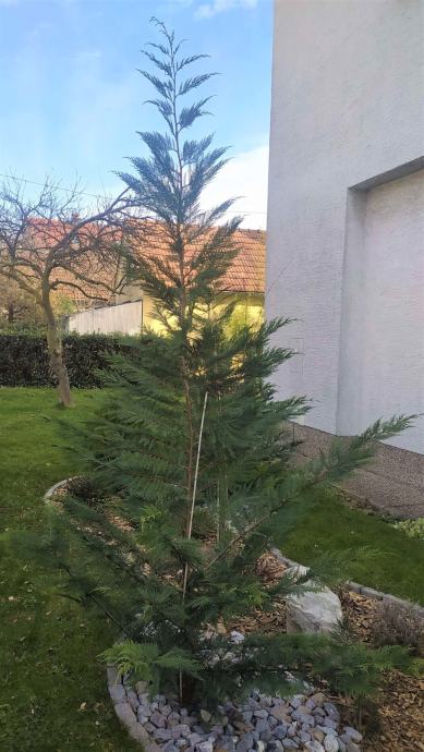 Čempres Cupressocyparis Leylandii, Lejlandi