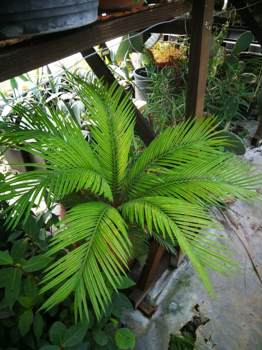 Cikad palma , Cycas revoluta