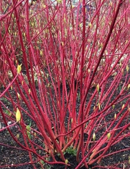 Cornus alba Sibirica ( ukrasni drijen)