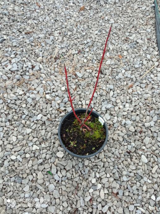 Cornus alba Sibirica ( ukrasni drijen)