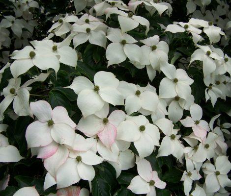 Cornus kousa