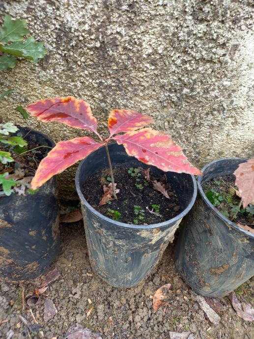 Crveni hrast (Quercus rubra) dvogodišnje kontejnerske sadnice