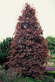 Crvenolisna bukva - Fagus sylvatica Purpurea