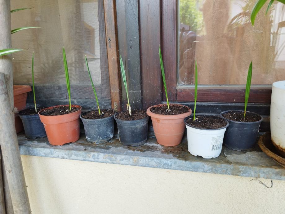 Datulja palma (Phoenix canariensis)-mladice/sadnice