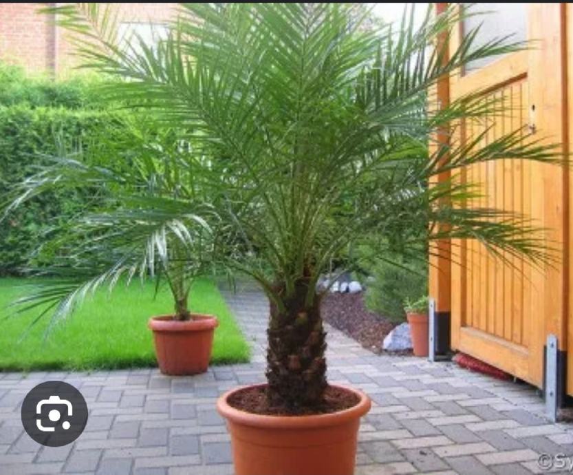 Datulja palma (phoenix canariensis)