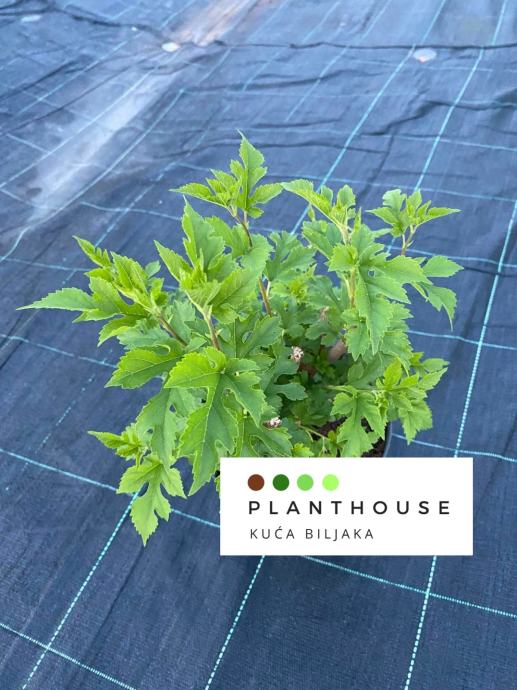 Dud bijeli / Morus Alba / SADNICE