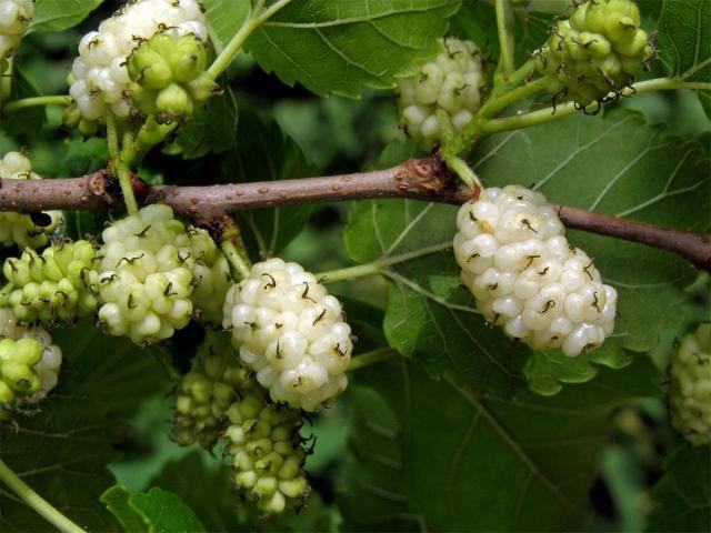 Dud bijeli / Morus Alba / SADNICE