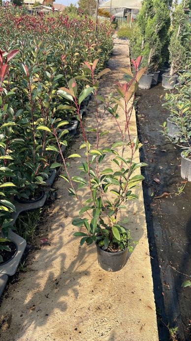 Fotinija - crvena živa ograda , Photinia red Robin 1m - 1.5m
