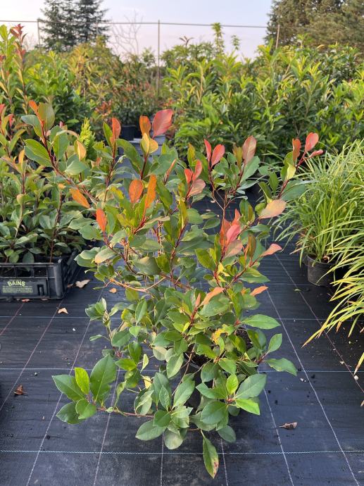 Fotinija ( Photinia little red robin)