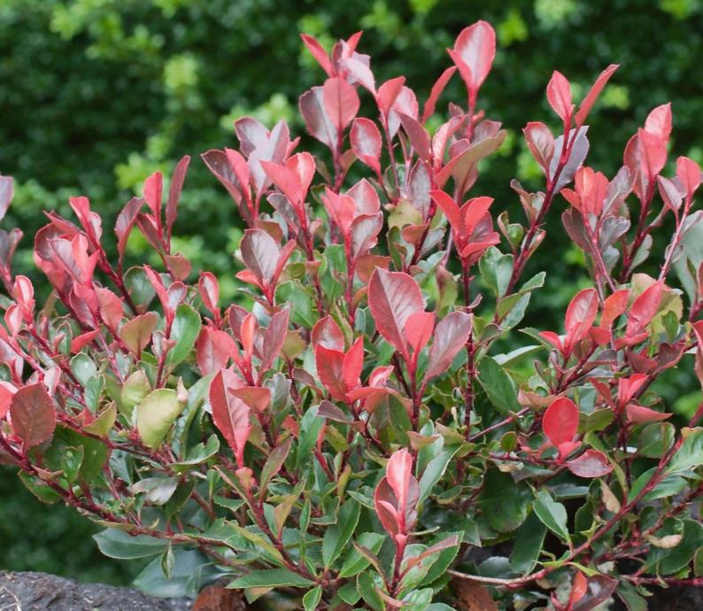 Fotinija ( Photinia little red robin)