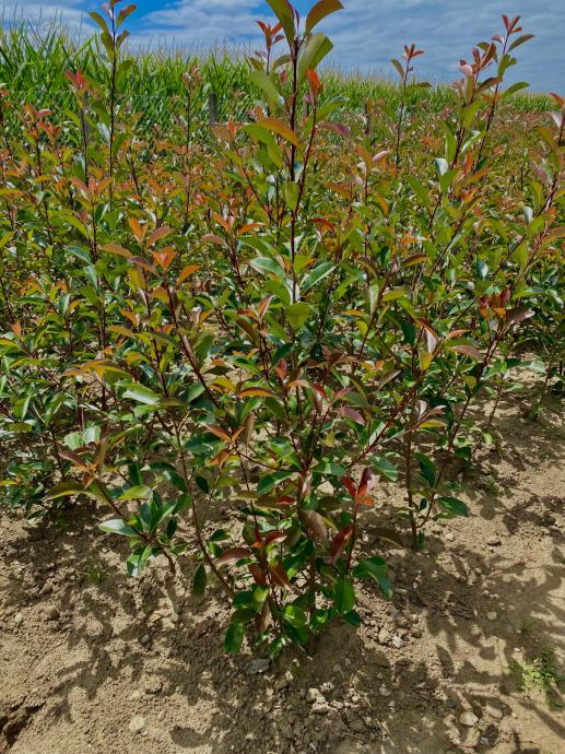 Fotinija Photinia Red Robin 130-160cm visine