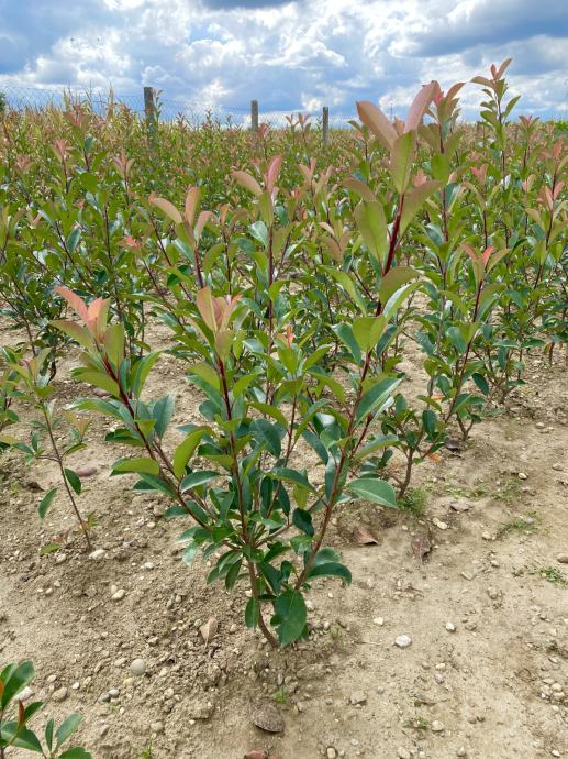 Fotinija Photinia Red Robin 90-130cm visine