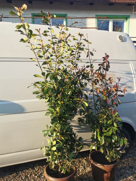 Fotinija Photinia Red Robin Sadnice 1,6-2,5m Sadnice