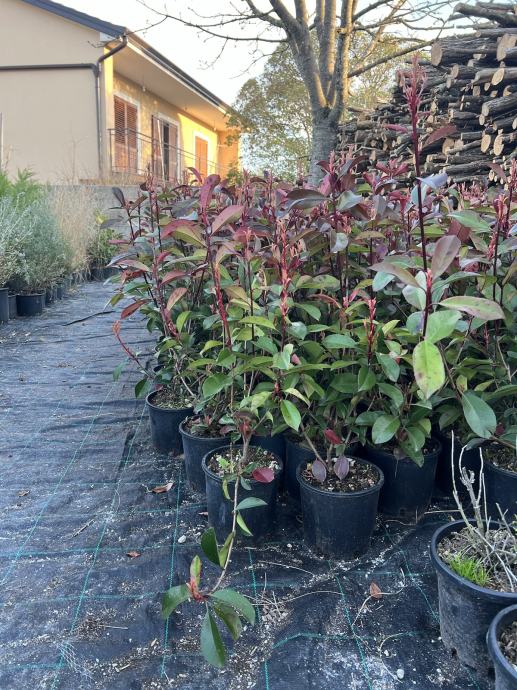 Fotinija - photinia red robin