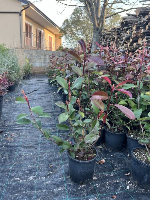 Fotinija - photinia red robin