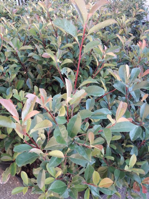 Fotinija Red Robin živa ograda ili kao dekoracijski grm