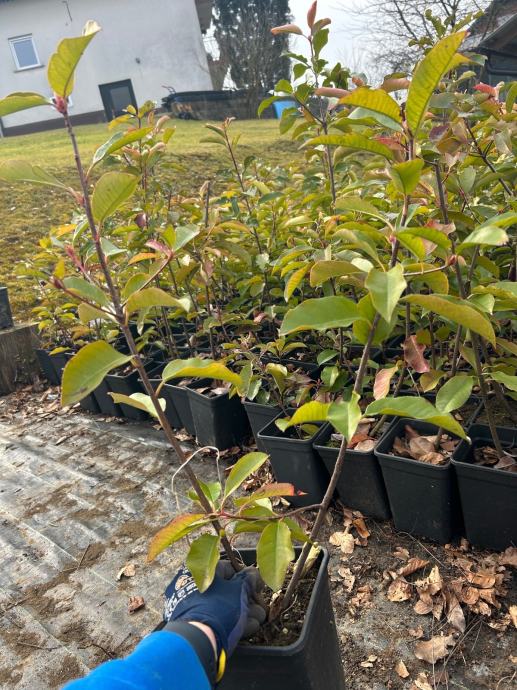 FOTINIJA Red Robin trogodišnje sadnice