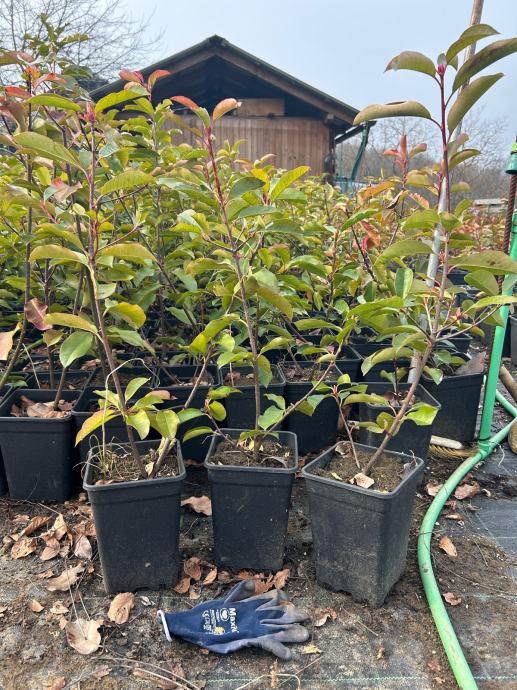 FOTINIJA Red Robin trogodišnje sadnice