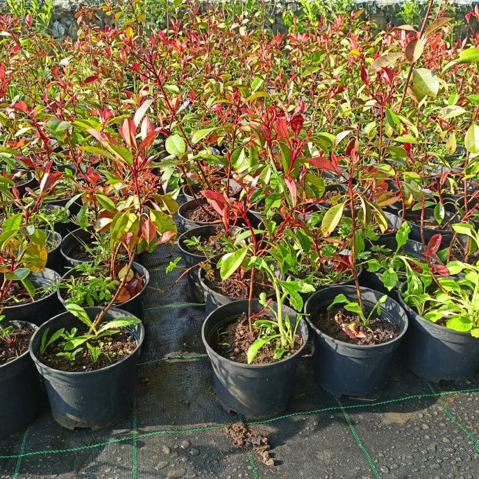 Fotinija sadnice Red Robin