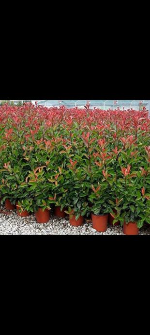 Fotinja prodaja - uzgoj ->Red Robin-crvena živica