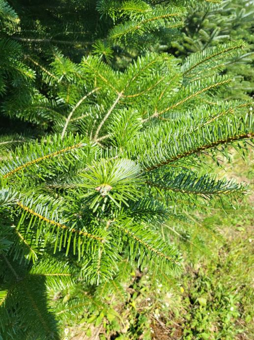 Grane jele normandijane za aranžmane