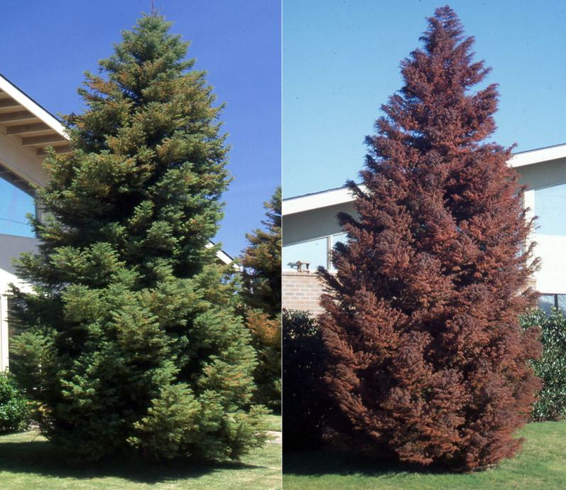Japanska kriptomerija Elegans (japanski cedar)