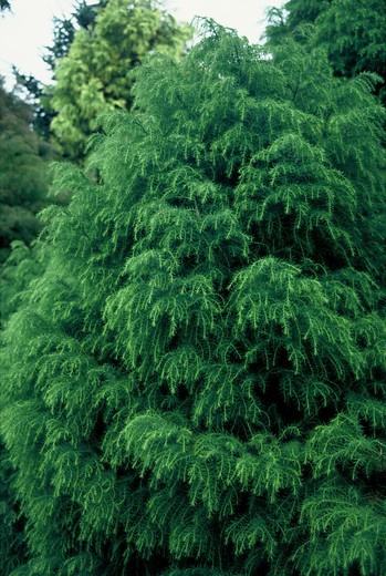 Japanska kriptomerija Elegans (japanski cedar)