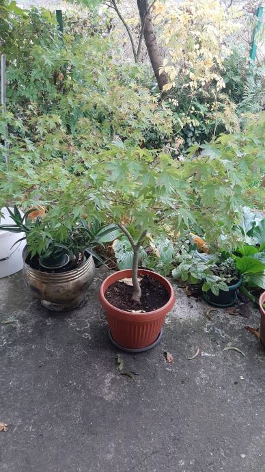 Japanski javor - sadnice