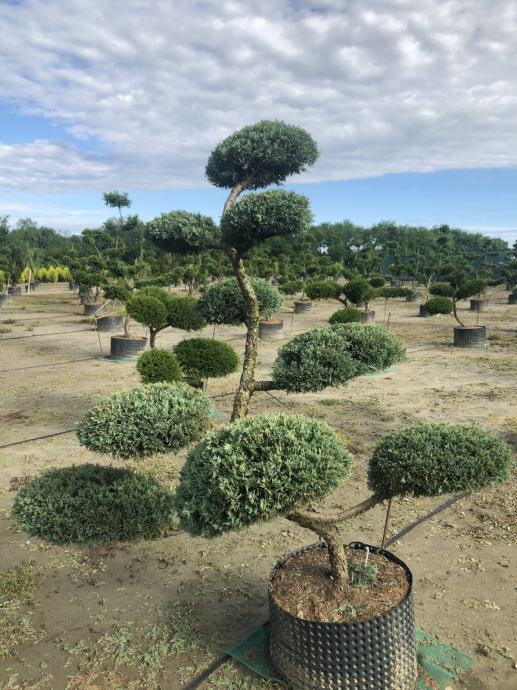 Juniperus pfitzeriana Hetzii topiary, niwaki, bonsai 160-170 cm