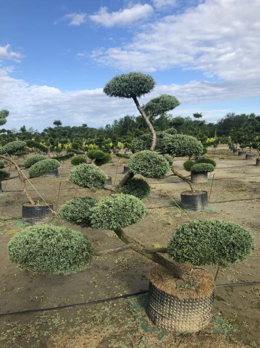 Juniperus pfitzeriana Hetzii topiary, niwaki, 160-170cm