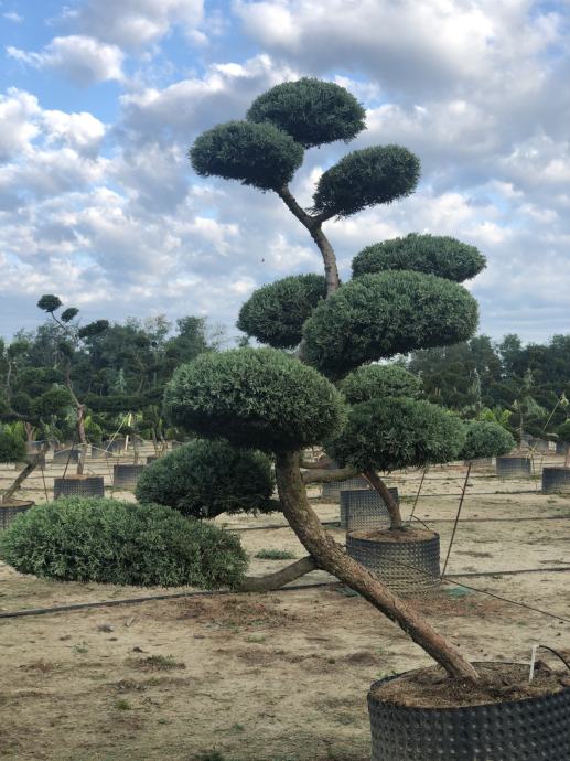 Juniperus pfitzeriana Hetzii topiary, niwaki, 160-170cm