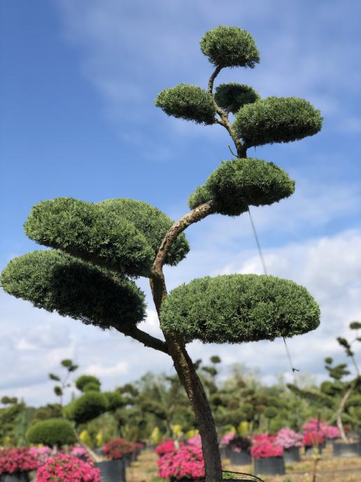 Juniperus pfitzeriana Hetzii topiary, niwaki, 160-170cm