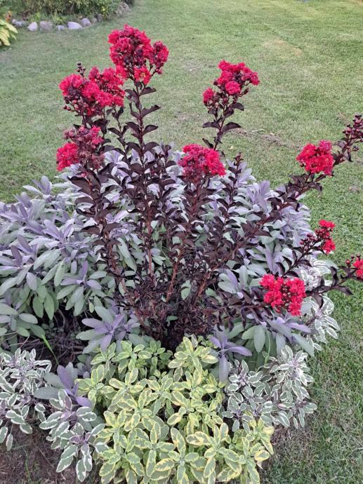 Kineski (indijski) jorgovan crveni Black Diamond crimson red