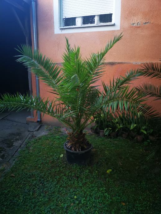 Kraljevska palma, kanarska datulja, palme