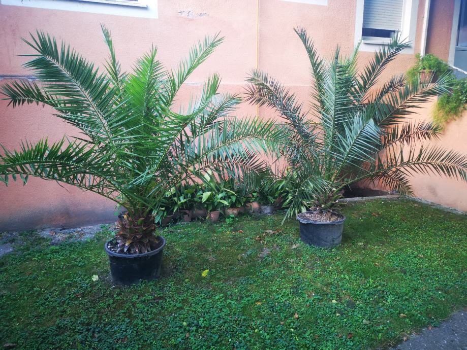 Kraljevska palma, kanarska datulja, palme